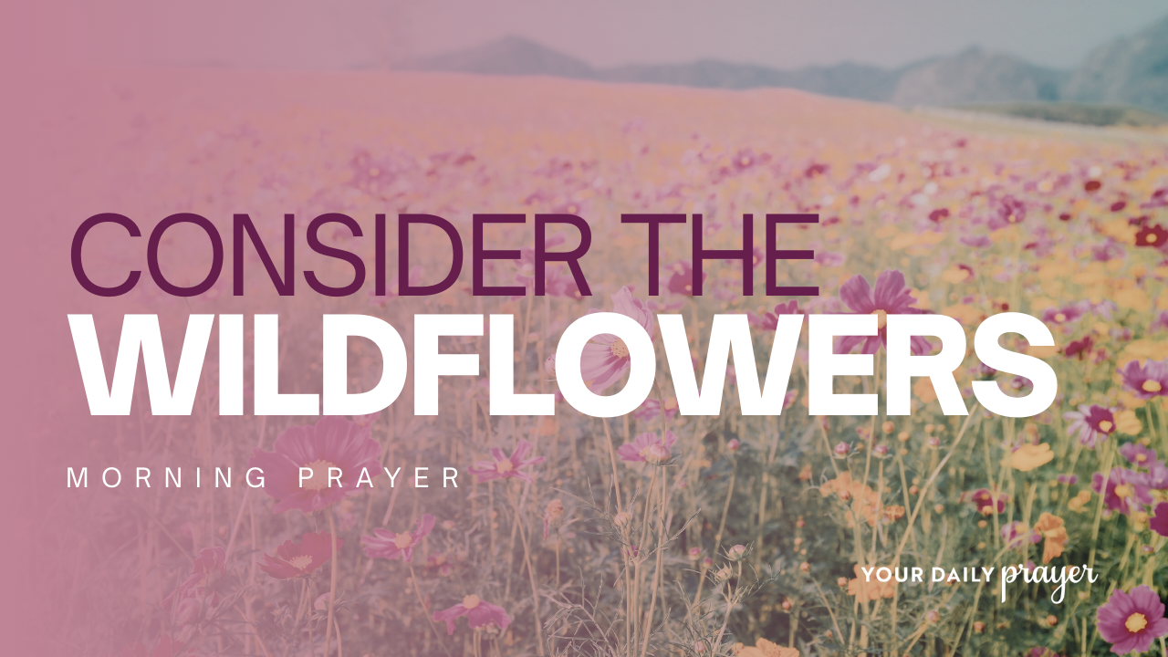 A Prayer to Consider the Wildflowers | Your Daily Prayer | Christianity.com